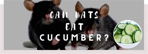 Can Rats Eat Cucumber Toxic Or Healthy