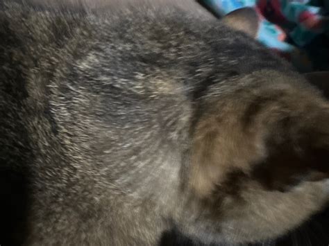 Has A Guild Filled Bump Behind Ear On His Head Fluid Cat Today And