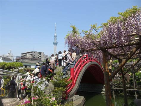 亀戸天神社 東京都亀戸駅 の投稿 2回目 平成29年4月30日日 亀戸天神の藤を見て ホトカミ