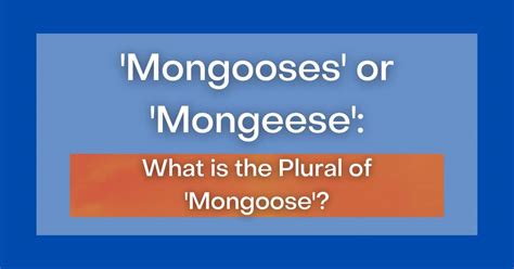 Mongooses Or Mongeese What Is The Plural Of Mongoose