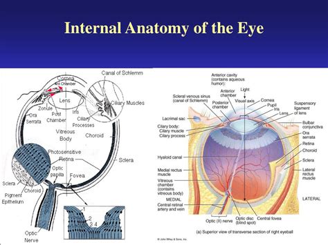 Ppt External Anatomy Of The Eye Powerpoint Presentation Free