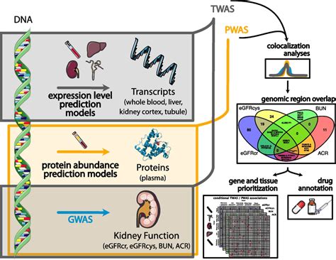 Workflow Of Integrated Transcriptome Wide And Proteome Wide Association