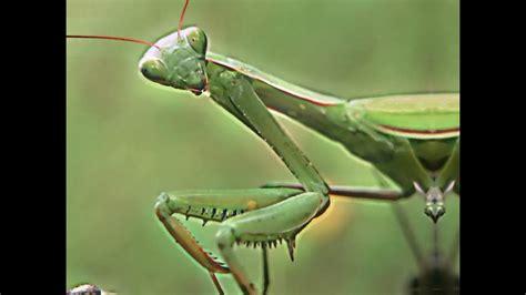 Praying Mantis Vs Tarantula Debate Youtube