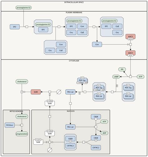 Regulation Of Estradiol Biosynthesis Via Prostaglandin Mediated Camp