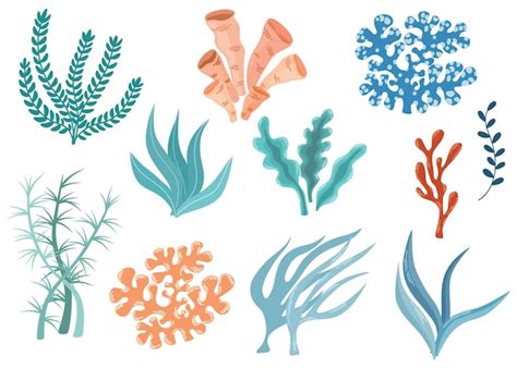 Premium Vector 0370 Seaweeds