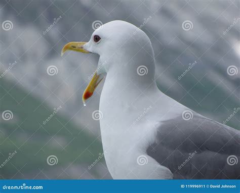 Primer Del Perfil De La Gaviota Con El Pico Abierto Imagen De Archivo