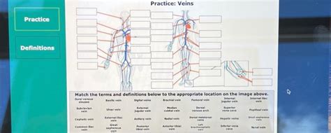 Solved Practice Veins Practice Definitions Match The Terms Chegg
