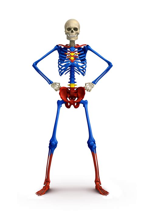 Superman Skeleton On Behance