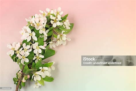 텍스트 디자인 템플릿 배너 추상 꽃꽂이 꽃 휴일 카드 여름 인사말 개념 선택적 초점을위한 장소와 꽃이 만발한 사과 나무 가지와