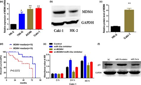 The Effect Of Mouse Double Minute 4 Mdm4 On Cell Growth In Renal Cell