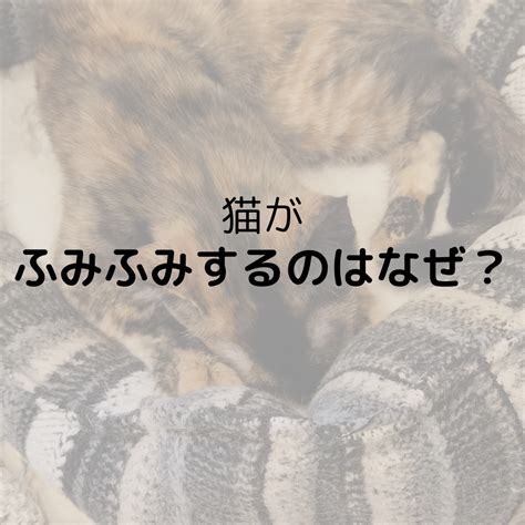 猫がふみふみするのはなぜ？甘え？不安？やめさせた方が良いの？ Café Rubian