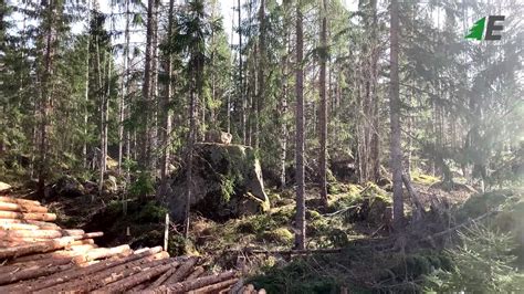 Naglis Gaurilčikas On Linkedin Aprilväder I Den Svenska Skogen