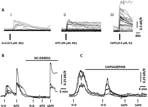 A Intracellular Ca ⁠ 2 Transients Ca ⁠ 2 ⁠ I Induced By No