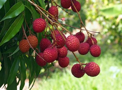 Lychee Description Tree Fruit Taste And Facts Britannica