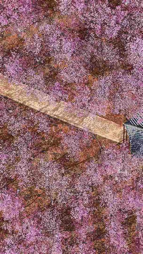 Bing HD Wallpaper Mar 19 2024 粉嫩的春日美景 Bing Wallpaper Gallery