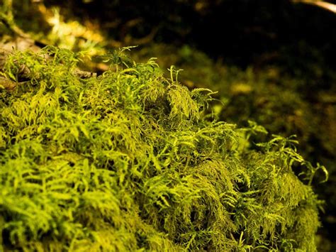 Splendid Feather Moss Stair Step Moss Hylocomium Splendens Western