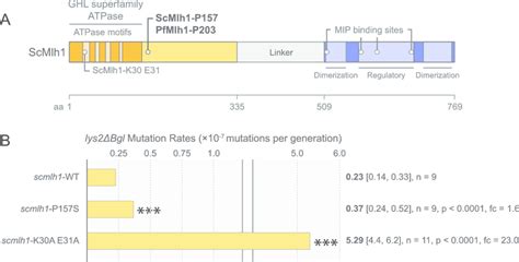 Determination Of Mutation Rates For A Clinically Relevant Mlh1 Allele