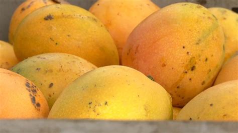 Agricultura al Día CORPOICA elaboró modelo productivo para el cultivo