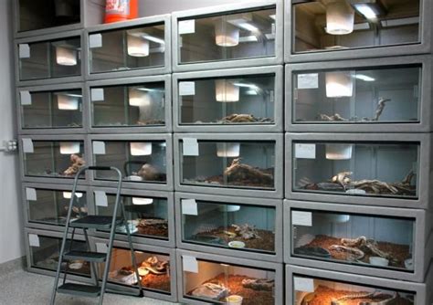 Reptile Supplies And Live Reptiles