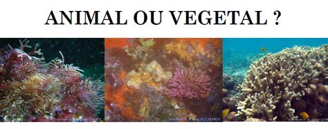 Apprenez la biologie sous marine Formation Biologie Niveau Fédération Française d Études