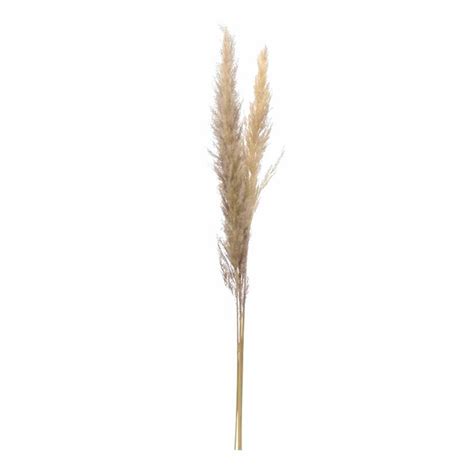 Dried Natural Pampas Grass Bunch Anna Hislop Home