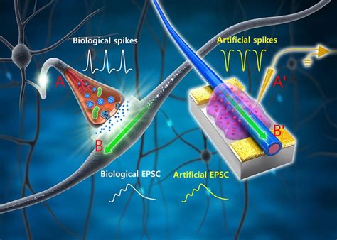 Artificial Synapses Rivals Biological Ones In Energy Consumption