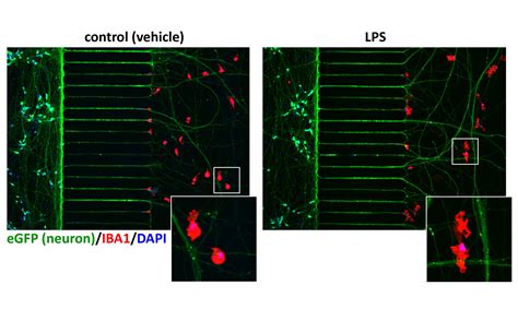 Activation Of Human Ipsc Derived Microglia Compartmentalized In