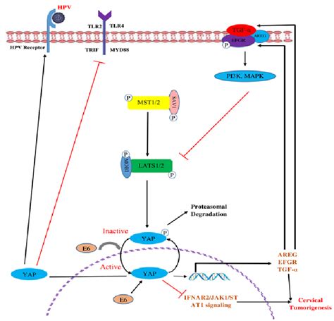 Schematic Presentation Of Reciprocal Interactions Between Hpv And Hippo