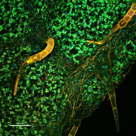 Calea Ternifolia Microcosms
