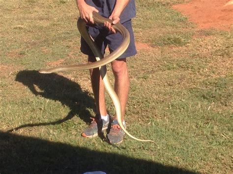 Morning Python Python Australia Morning