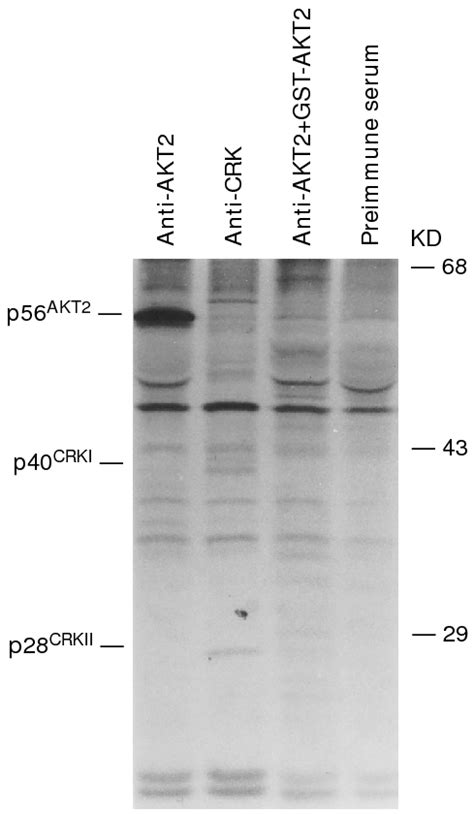 Immunoprecipitation Of Lysates From 35 S Methionine Labeled Panc1