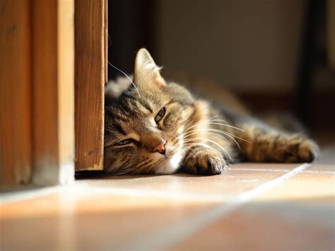 Кішка лежить на порозі зовсім не для того щоб вам заважати