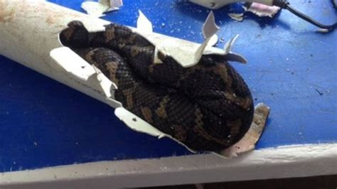 Le fantastique sauvetage d un python retrouvé coincé dans la gouttière