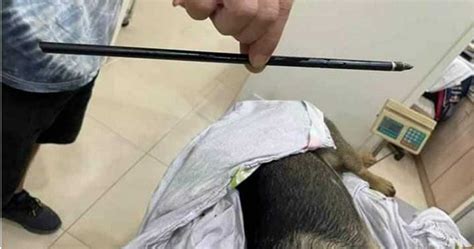殘忍！不滿鴨子遭到咬傷 男竟持弓箭射穿浪浪脖子 社會 Ctwant