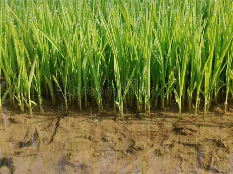 New Rice Plant Growing Stock Image Image Of Leaf Paddy 358977189
