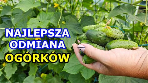 Oto NAJLEPSZA ODMIANA Ogórka gruntowego Ogórki jakie odmiany wybrać