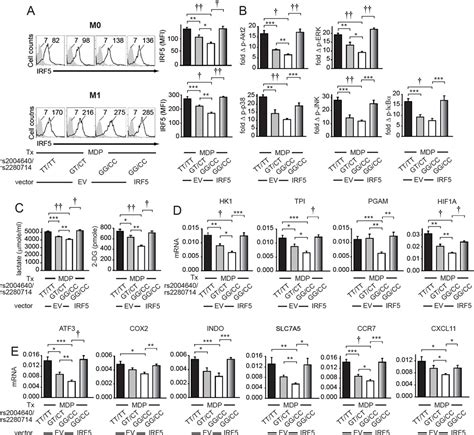Irf5 And Irf5 Disease Risk Variants Increase Glycolysis And Human M1