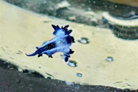 Bangkok Post Toxic Dragon Sea Slug Frightens Beachgoers In Phuket