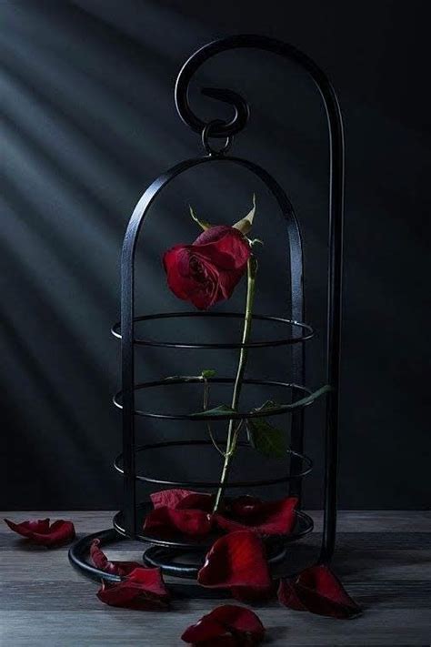 Épinglé Par Francesca Carrara Sur Pink Roses Fond Décran Coloré