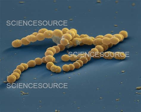 Group B Streptococci Stock Image Science Source Images