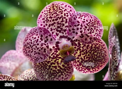 Orchid National Orchid Garden Botanic Gardens Singapore Stock Photo Alamy