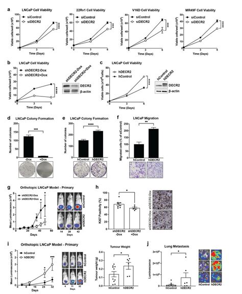 Decr2 Knockdown Inhibits Prostate Cancer Cell Growth In Vitro And In
