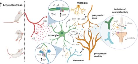 Astrocytes And Neurons