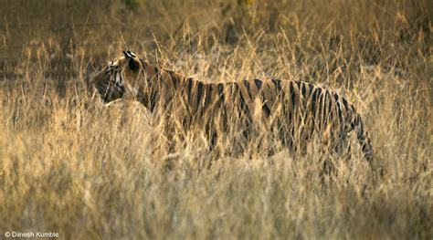 Innovative Models Utilizing Tiger Camera Trap Data Will Boost Conservation Success Centre For