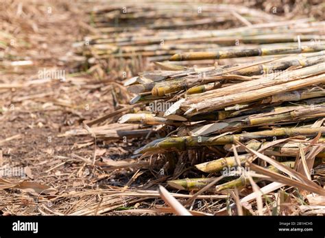 Sugarcane Plantation Are Harvesting Season In Thailand Agriculture