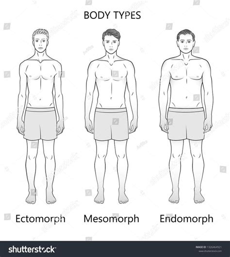 Human Body Types Three Figures Black And White Forms Ectomorph