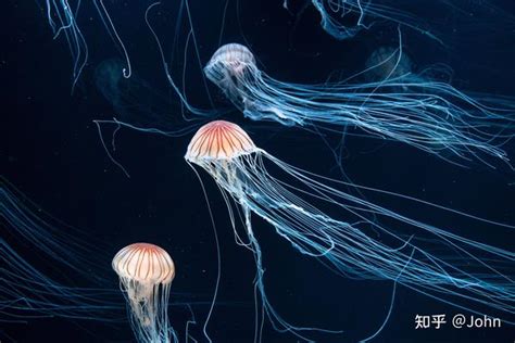 科学家发现最古老的水母化石！网友称这资历比玉帝还老！ 知乎