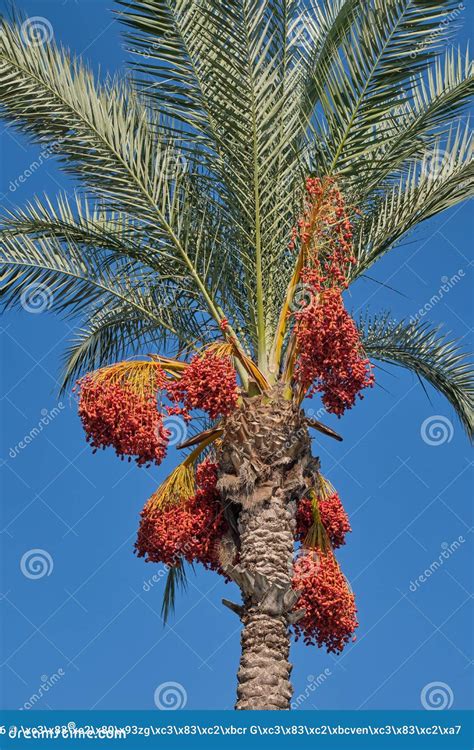 Dattes Sur Un Palmier Dattier Photo stock Image du extérieur