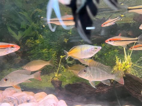 分享 抽獎 4呎缸 一眉 神仙 關刀 美人 水族板 Dcard
