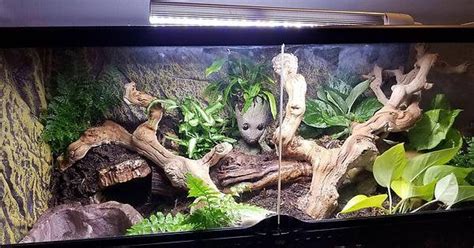 Best Bioactive Substrate For Ball Python Rashida Huston